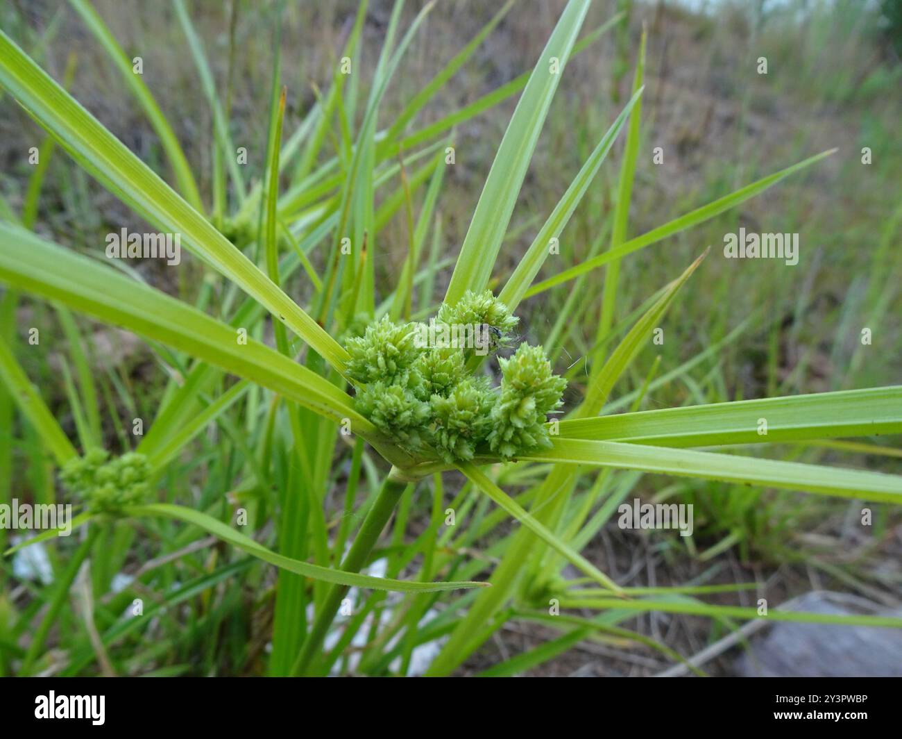 tall flatsedge (Cyperus eragrostis) Plantae Stock Photo - Alamy