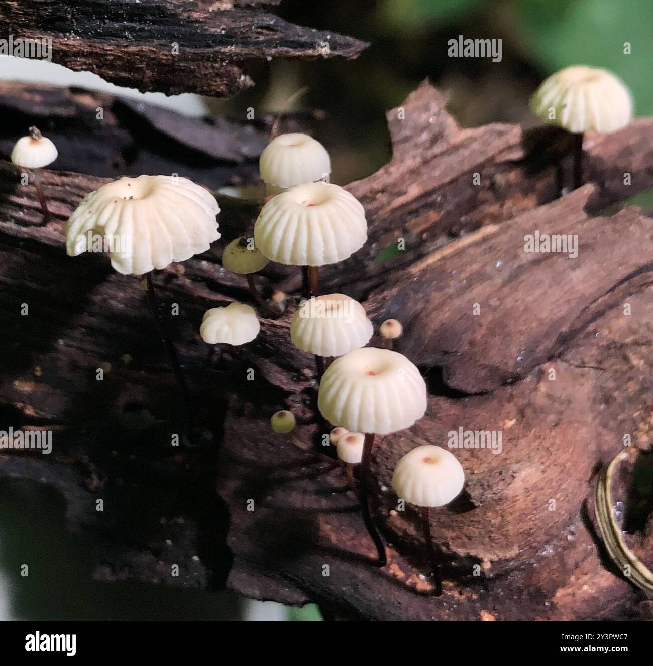 collared parachute (Marasmius rotula) Fungi Stock Photo - Alamy