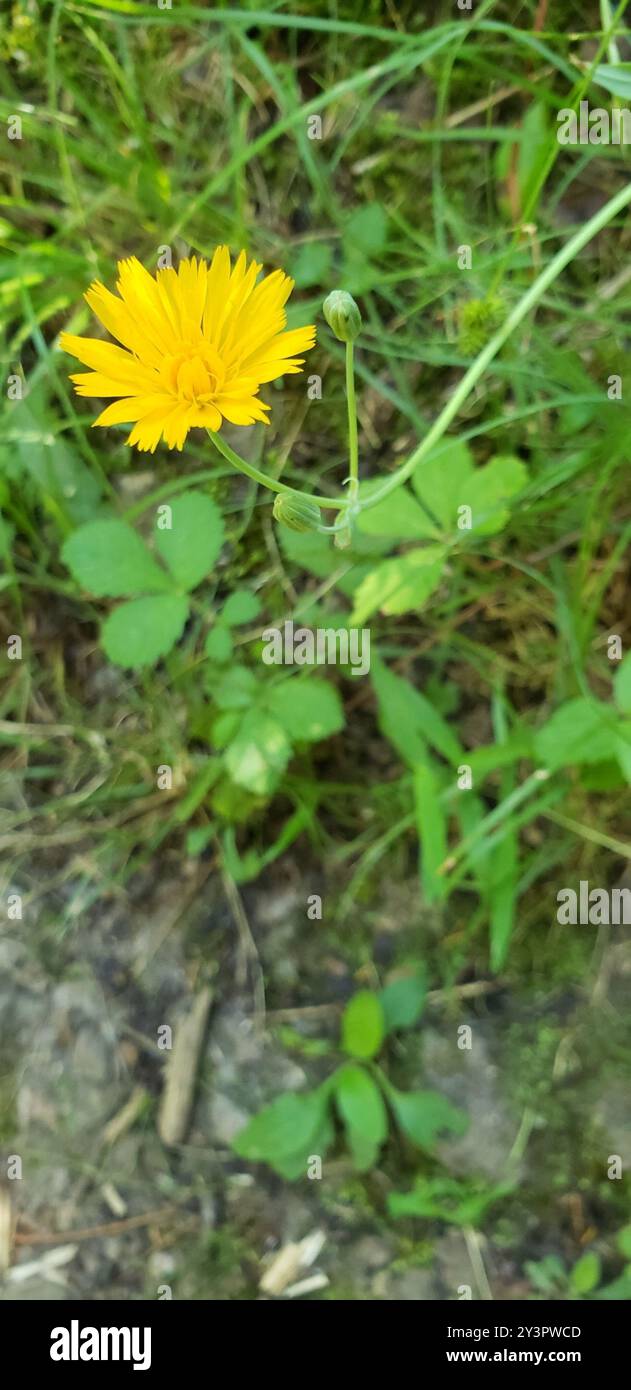 Two-flower Dwarf-dandelion (Krigia biflora) Plantae Stock Photo - Alamy