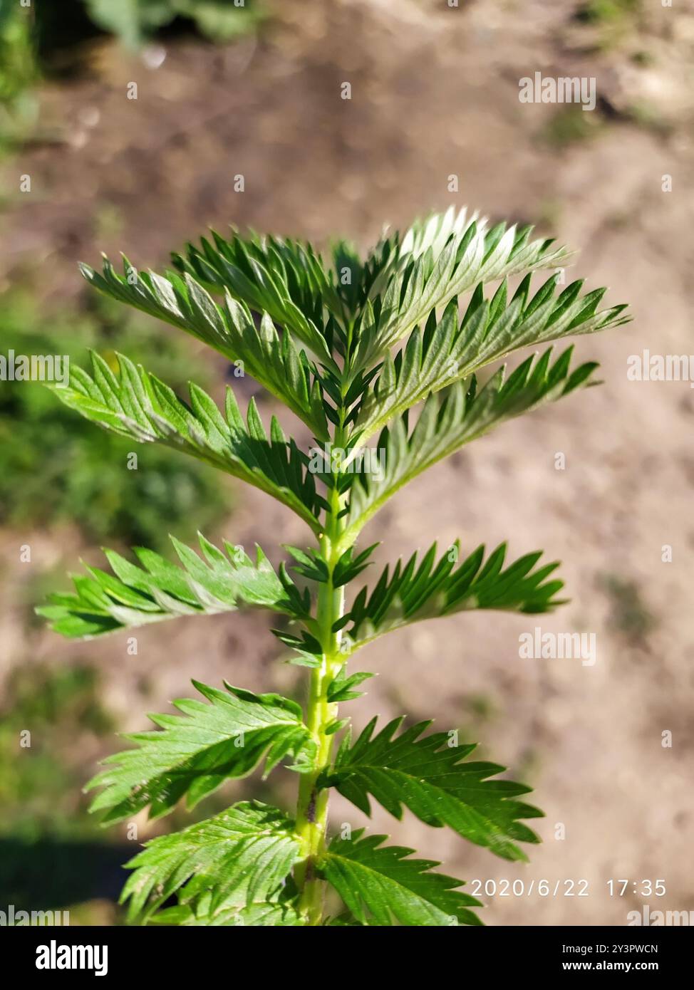 common silverweed (Argentina anserina) Plantae Stock Photo - Alamy