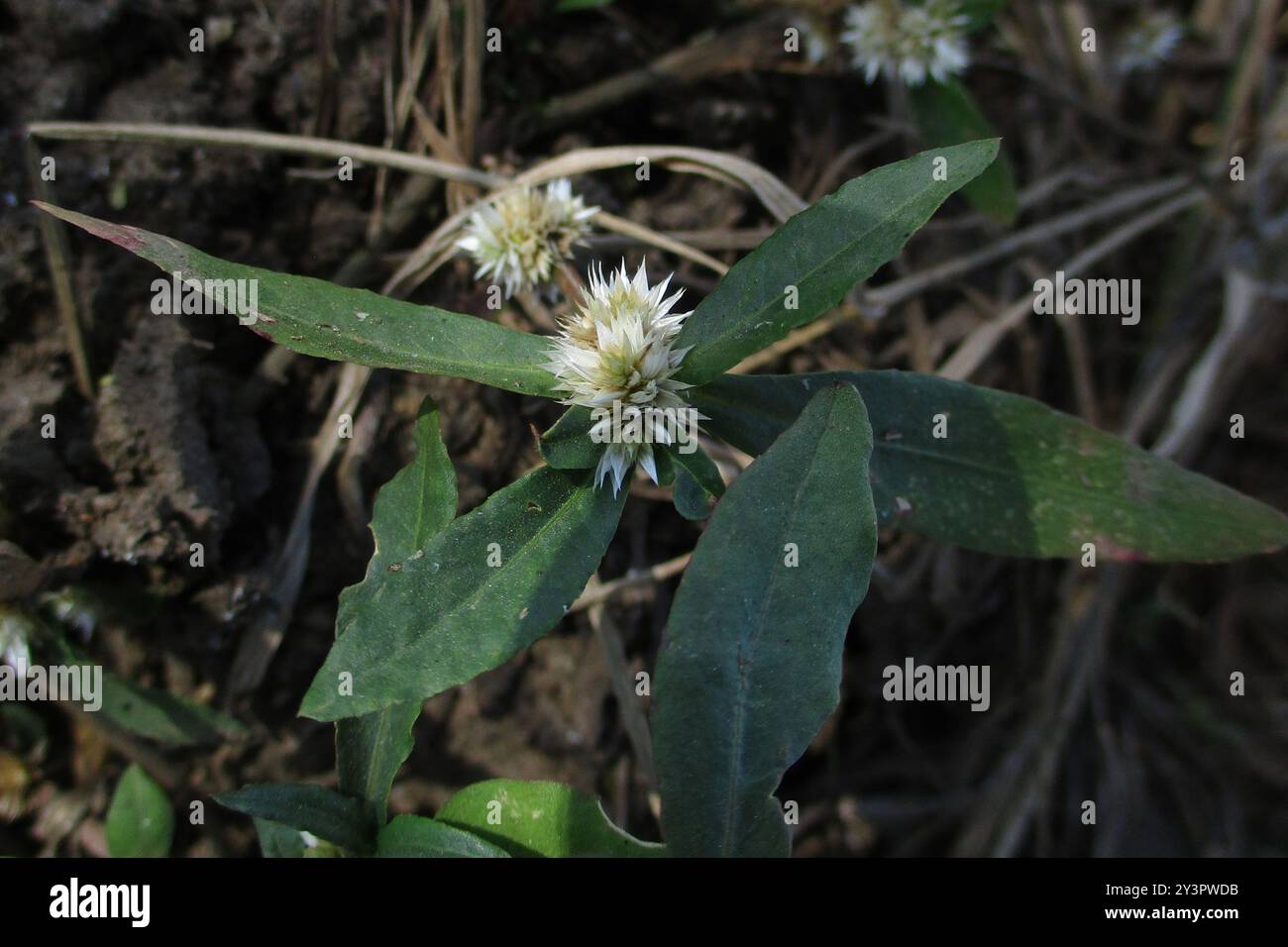 Sessile Joyweed (Alternanthera sessilis) Plantae Stock Photo - Alamy