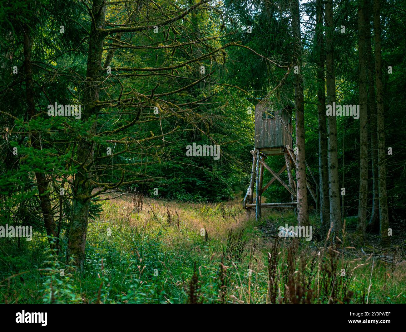 The interior of a forest with lots of green and moss on the branches ...