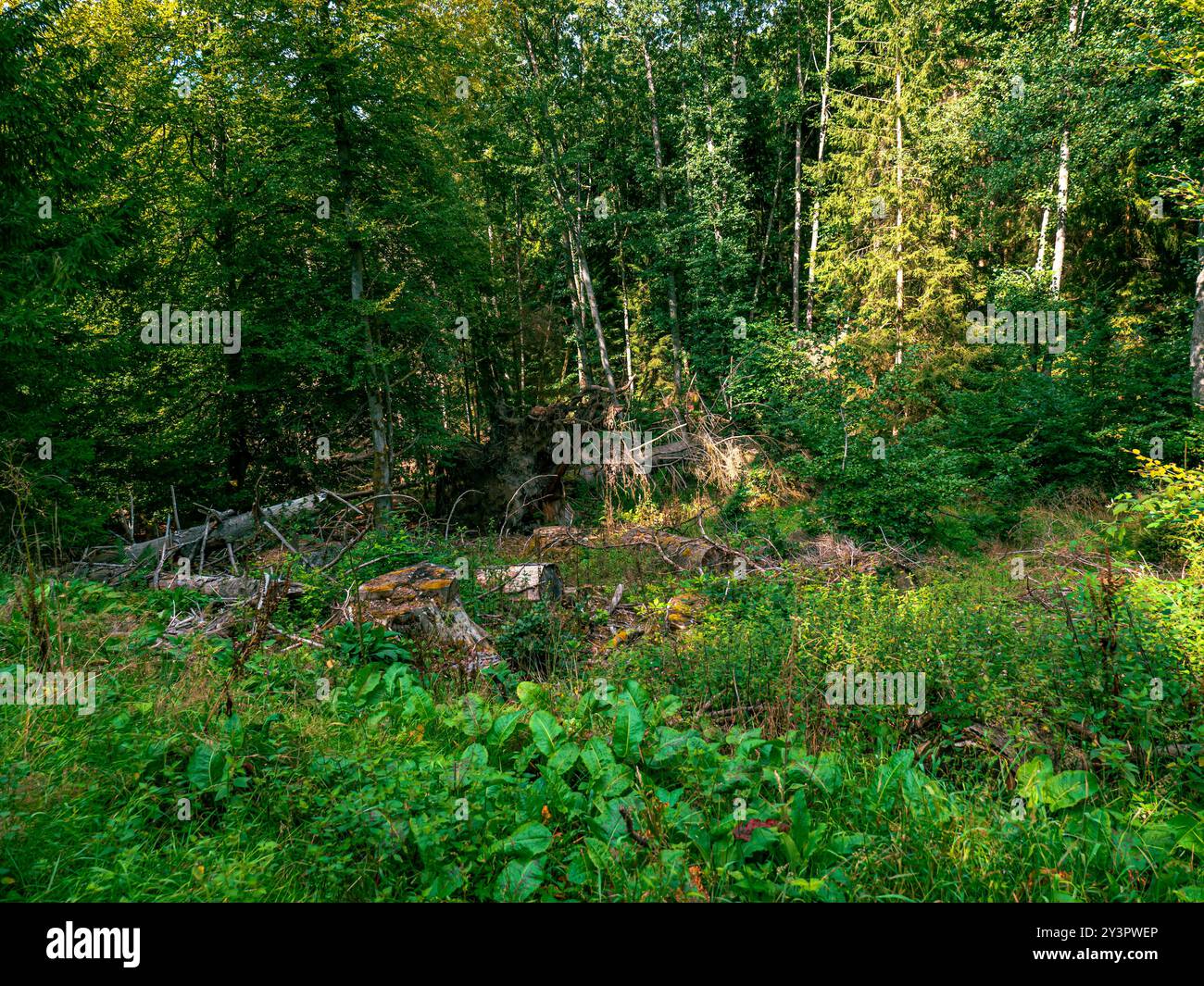 The inside of a forest with lots of greenery and moss on the branches ...