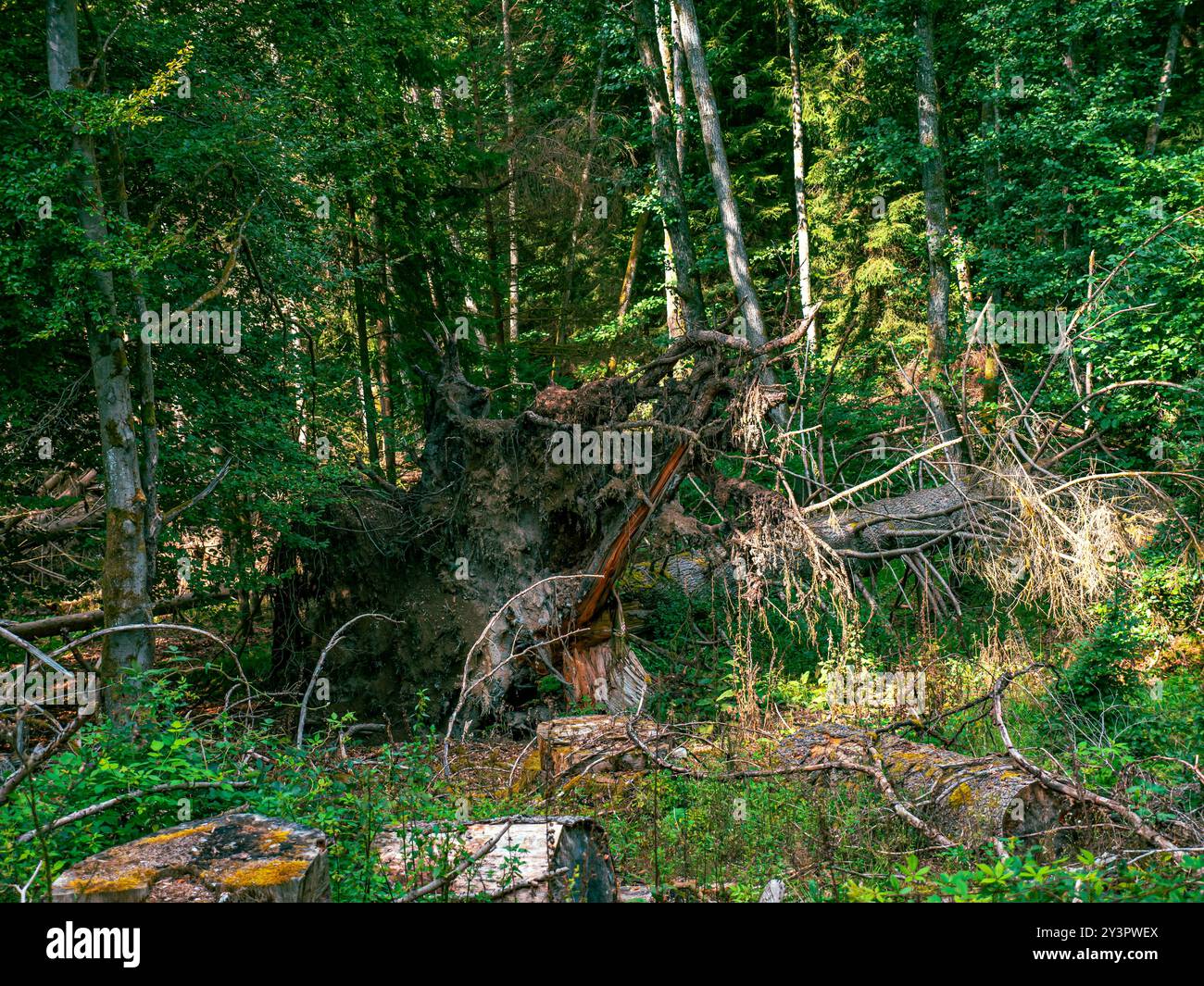 The inside of a forest with lots of greenery and moss on the branches ...