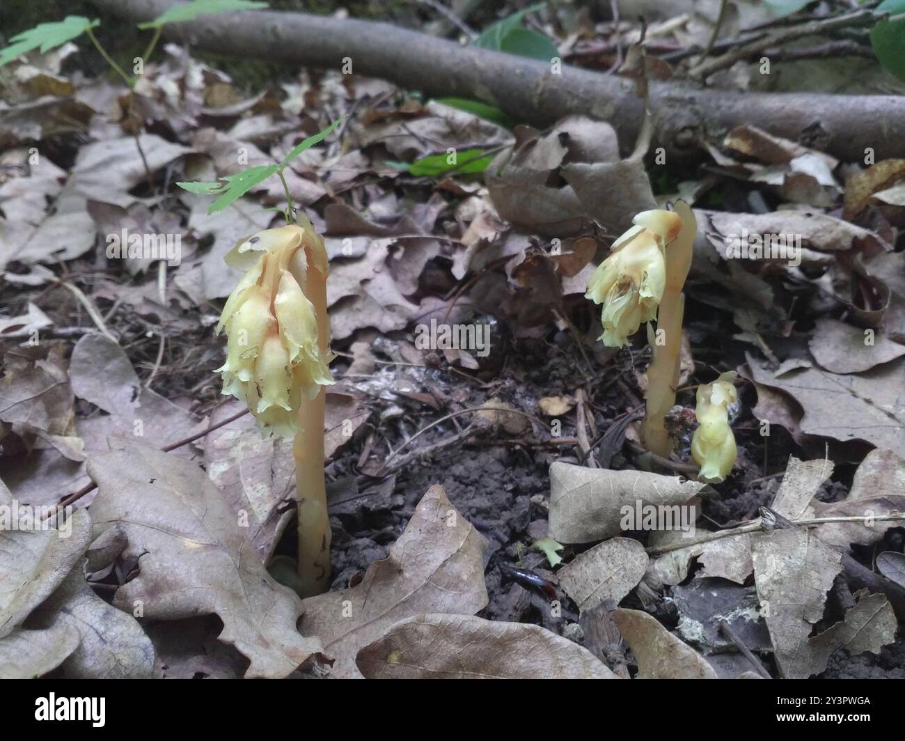 pinesap (Monotropa hypopitys) Plantae Stock Photo - Alamy