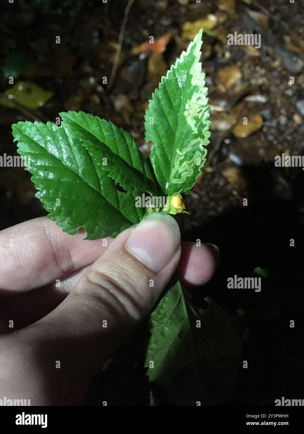 Common Fanpetals (Sida ulmifolia) Plantae Stock Photo - Alamy
