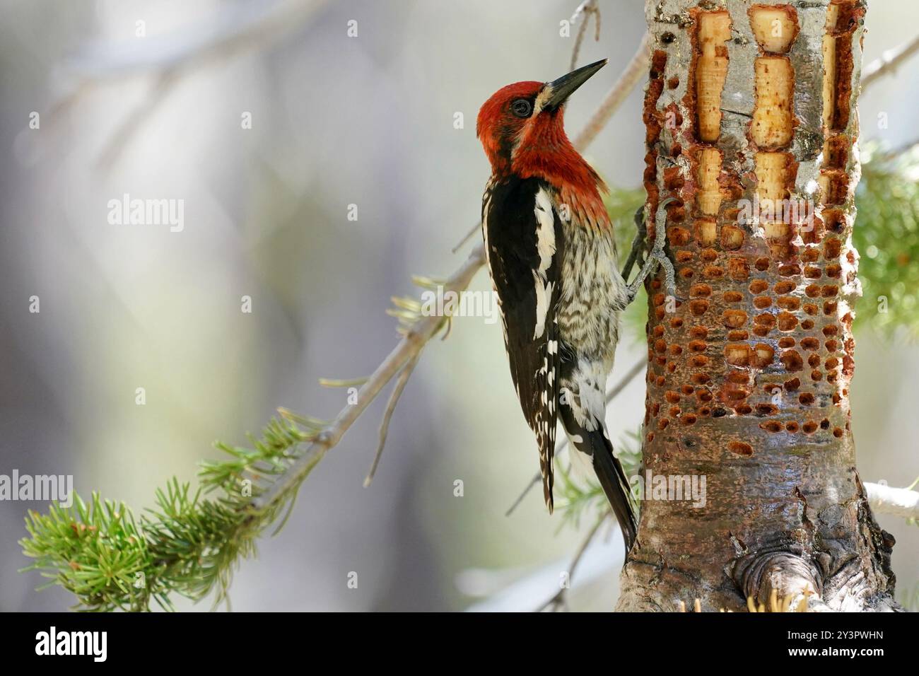 Red-breasted Sapsucker (Sphyrapicus ruber) Aves Stock Photo - Alamy