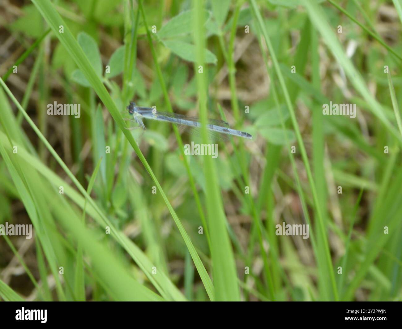 Eastern Forktail (Ischnura verticalis) Insecta Stock Photo - Alamy