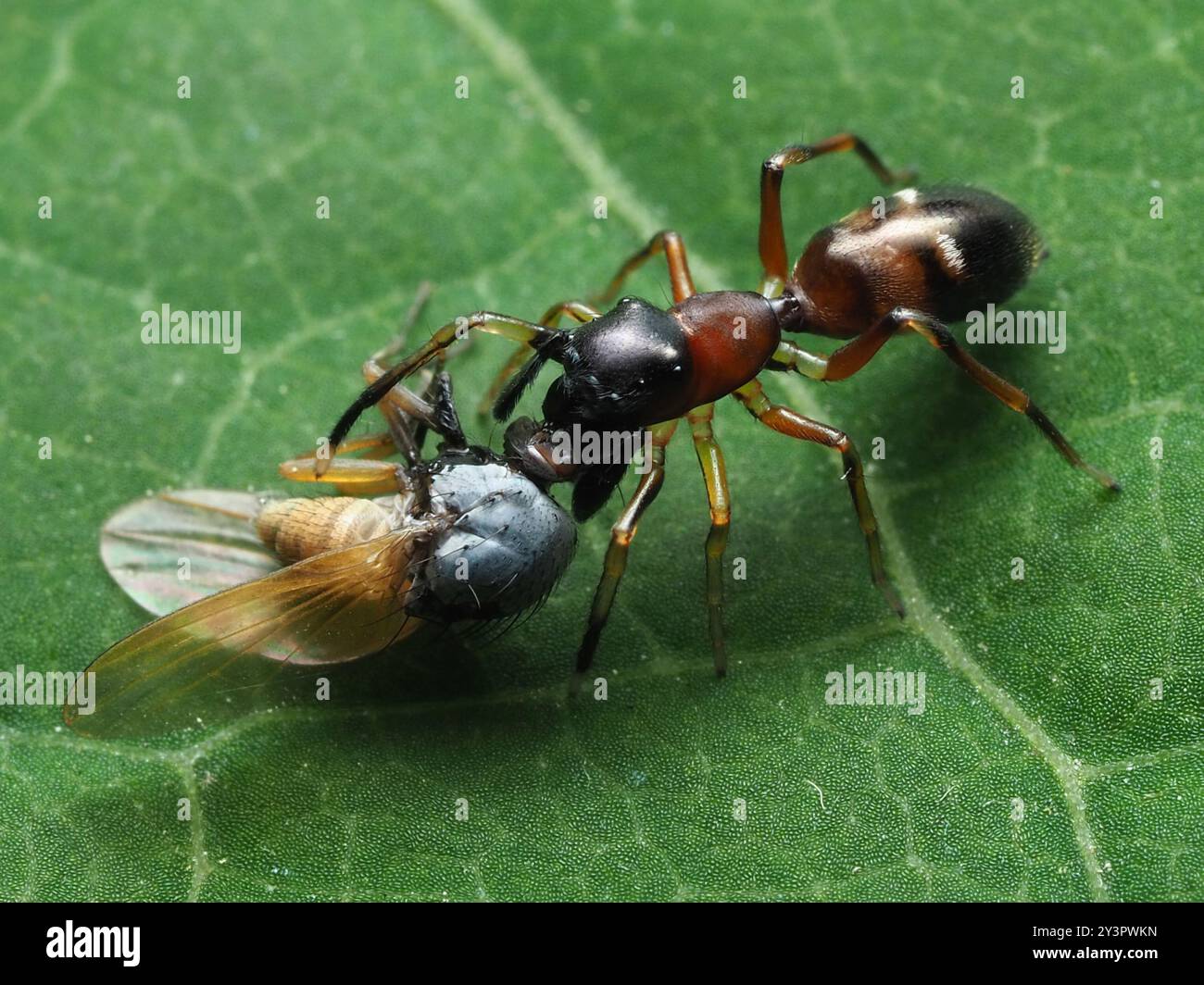 (Myrmarachne formicaria) Arachnida Stock Photo - Alamy