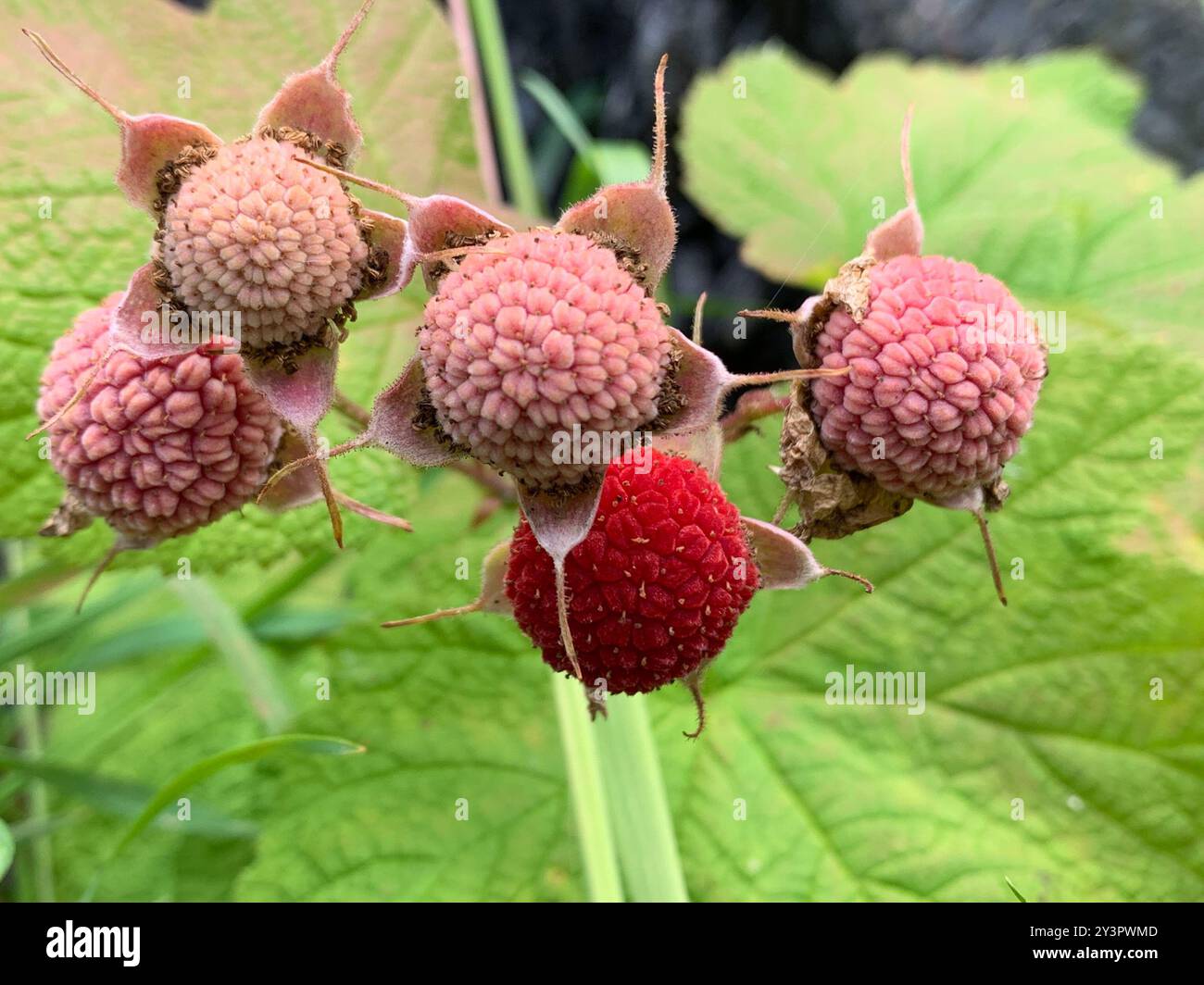 thimbleberry (Rubus parviflorus) Plantae Stock Photo - Alamy