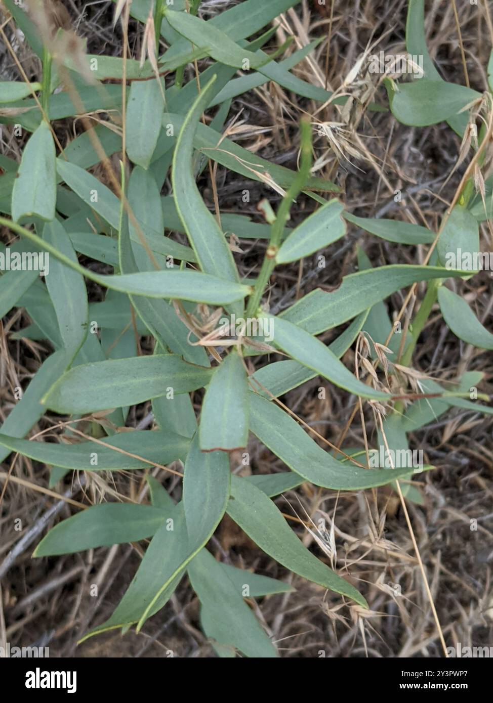 bastard toadflax (Comandra umbellata) Plantae Stock Photo - Alamy