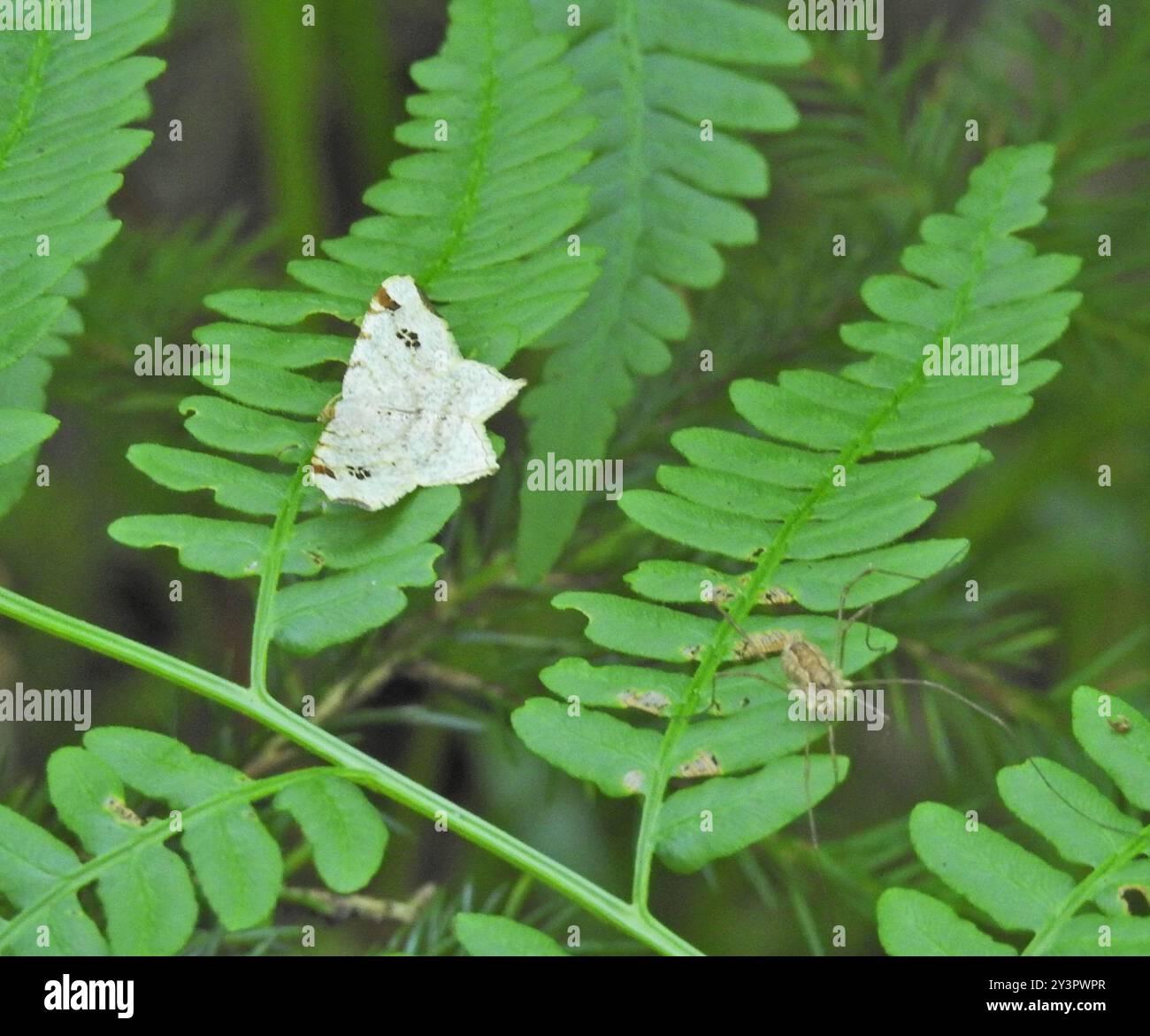 Peacock Moth (Macaria notata) Insecta Stock Photo - Alamy