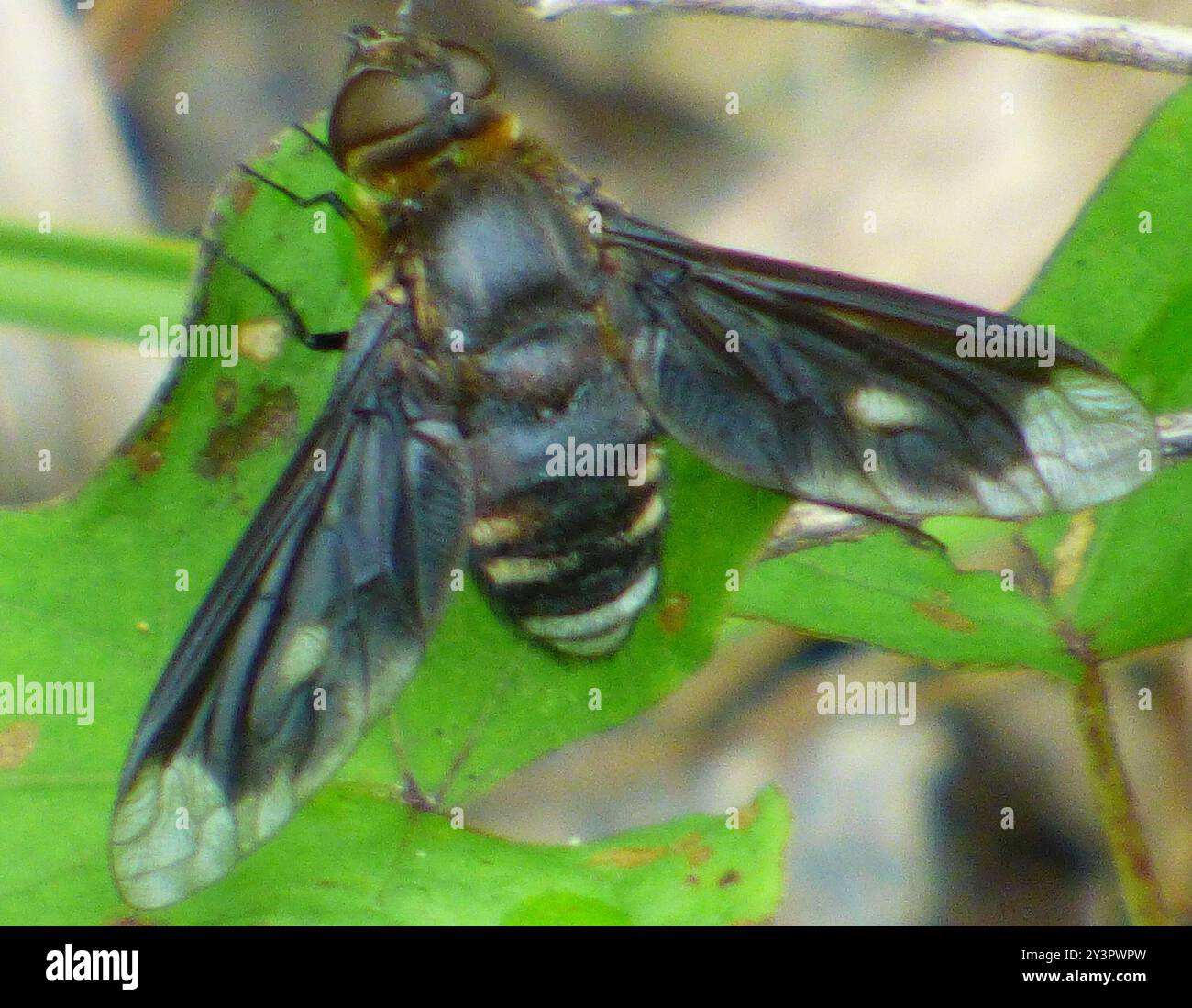 (Exoprosopa meigenii) Insecta Stock Photo - Alamy
