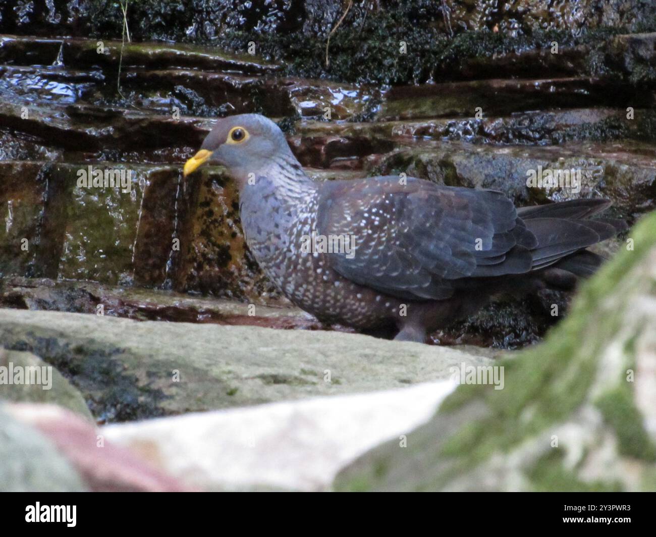 Rameron Pigeon (Columba arquatrix) Aves Stock Photo - Alamy
