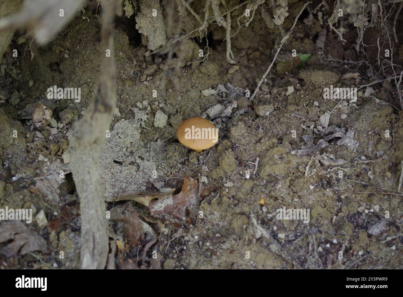 Golden Gilled Bolete (Phylloporus rhodoxanthus) Fungi Stock Photo - Alamy