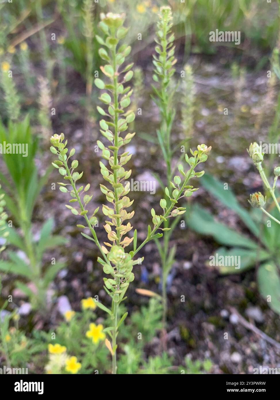 Common Peppergrass (Lepidium densiflorum) Plantae Stock Photo - Alamy