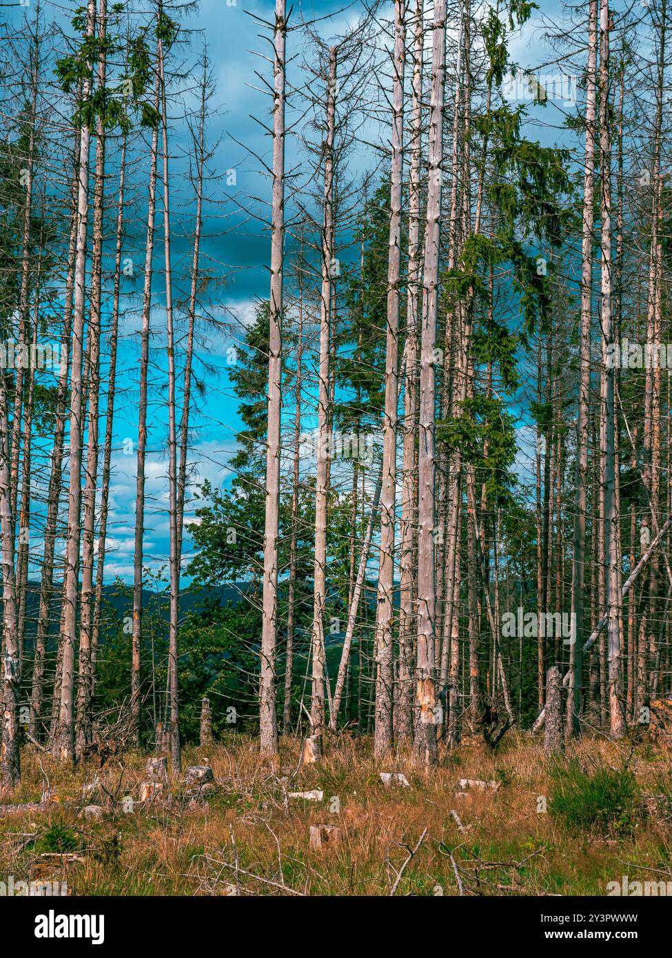 Multiple dead trees in a German forest Stock Photo - Alamy