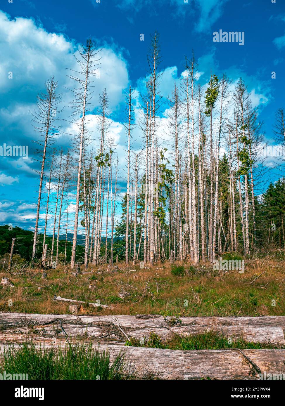 Multiple dead trees in a German forest Stock Photo - Alamy