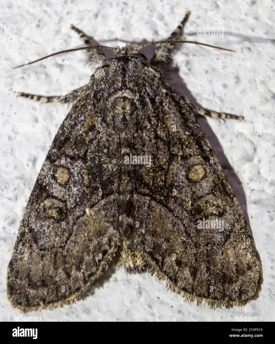 Brother Moth (Raphia frater) Insecta Stock Photo - Alamy