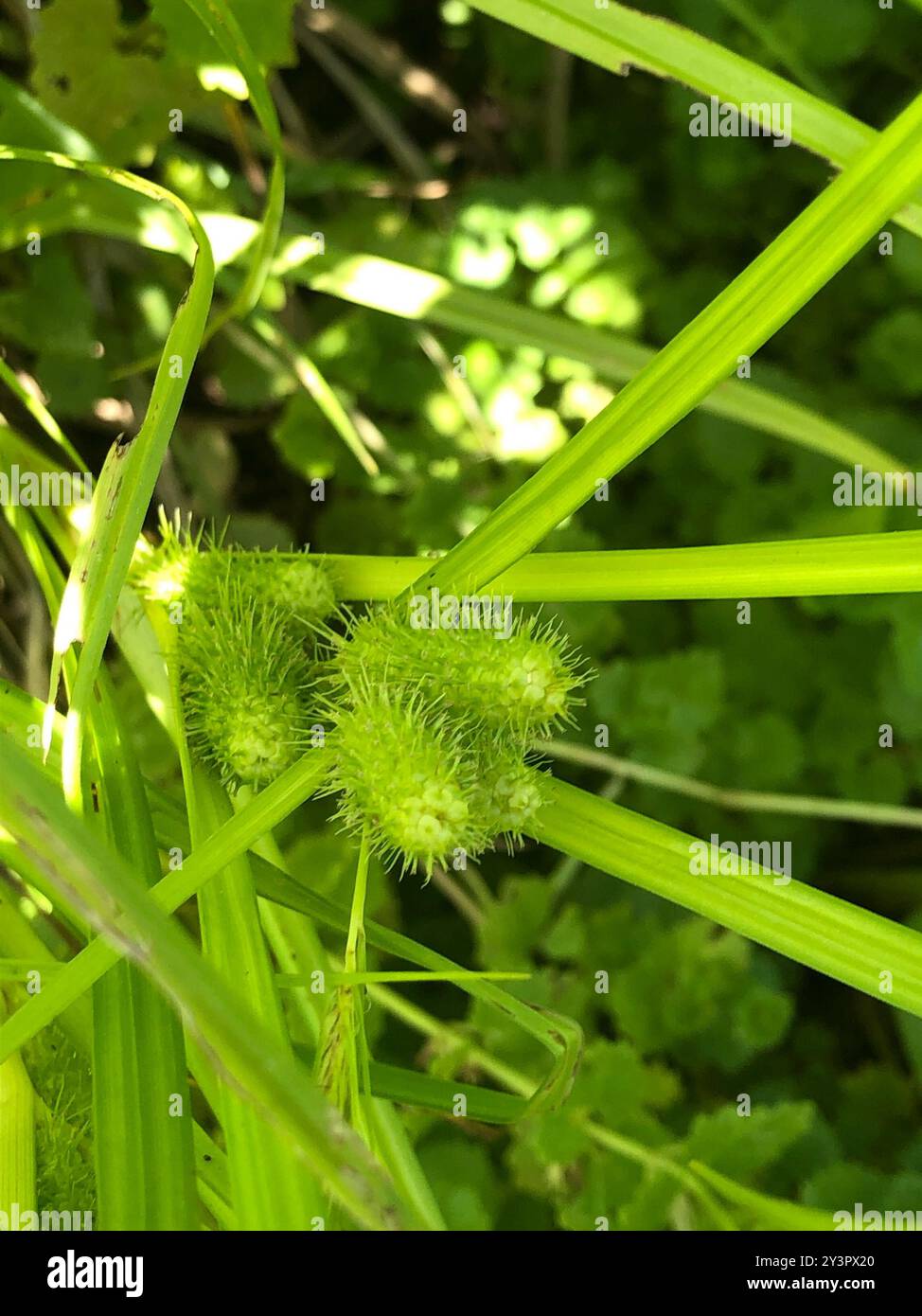 Frank's sedge (Carex frankii) Plantae Stock Photo - Alamy