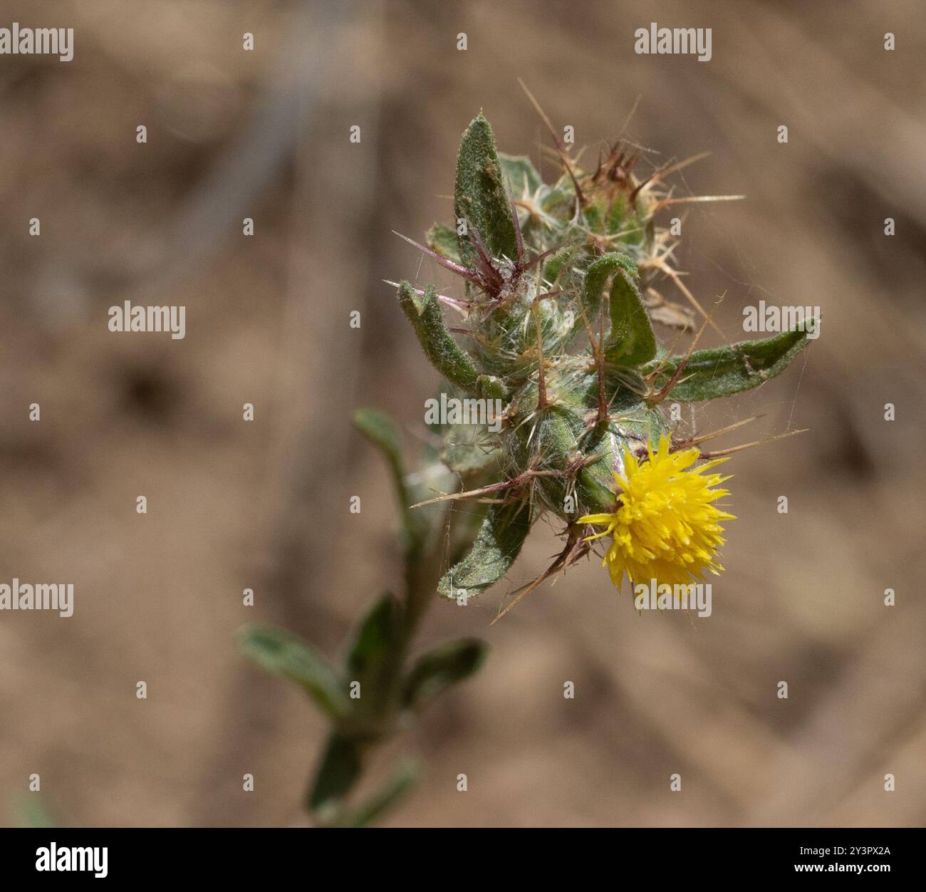 Maltese star-thistle (Centaurea melitensis) Plantae Stock Photo - Alamy