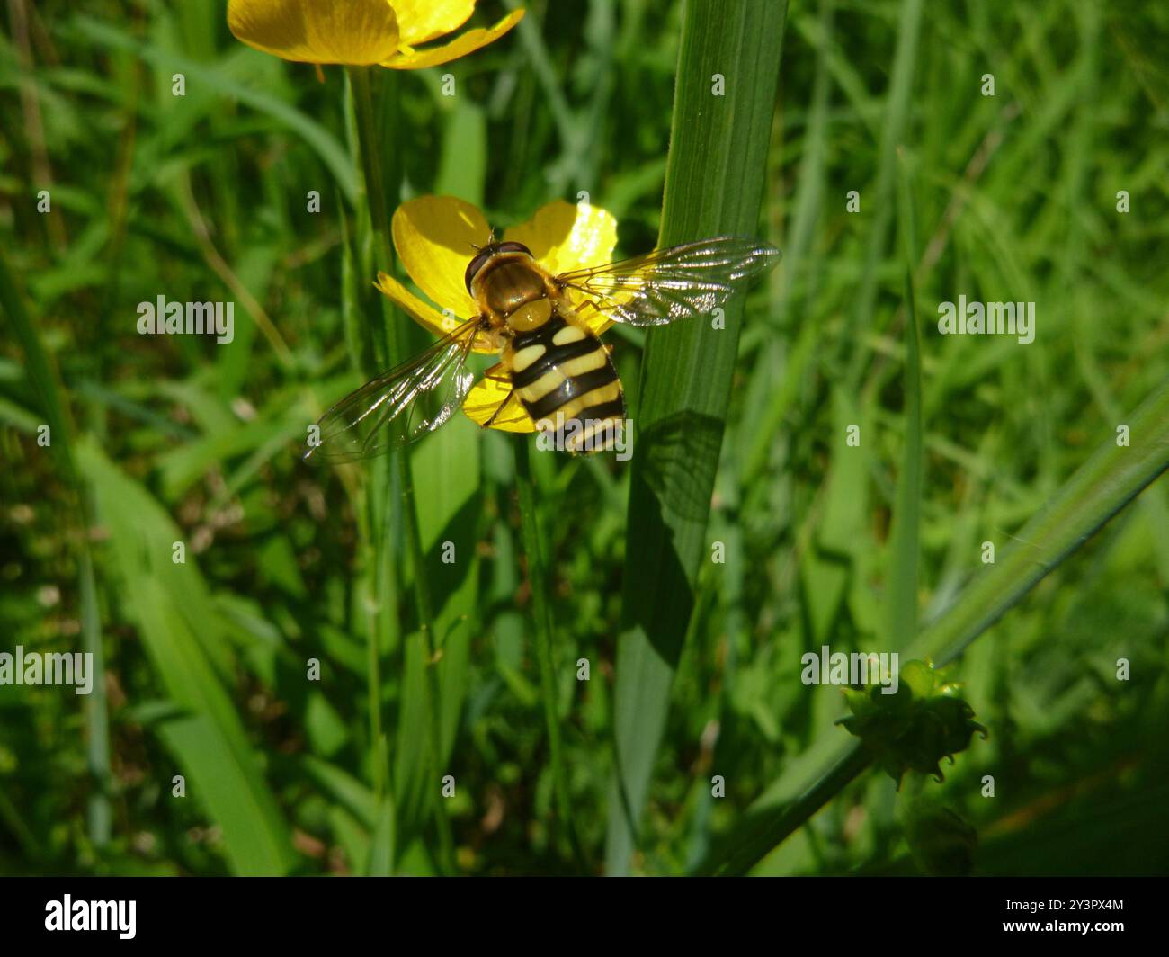 Common Flower Flies (Syrphus) Insecta Stock Photo - Alamy