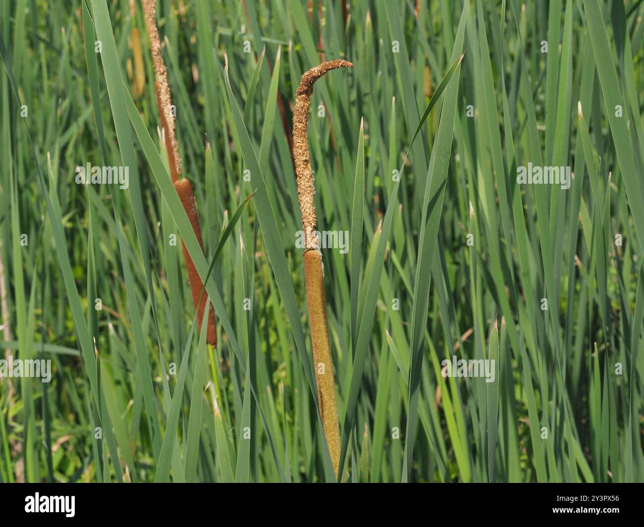 narrow-leaved cattail (Typha angustifolia) Plantae Stock Photo - Alamy