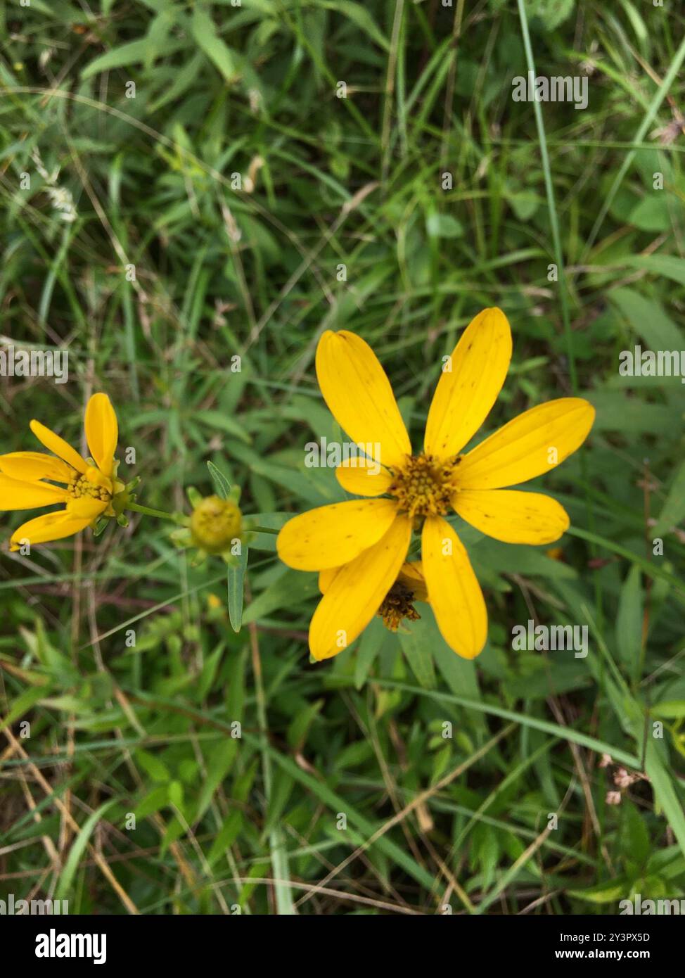 Greater Tickseed (Coreopsis major) Plantae Stock Photo - Alamy