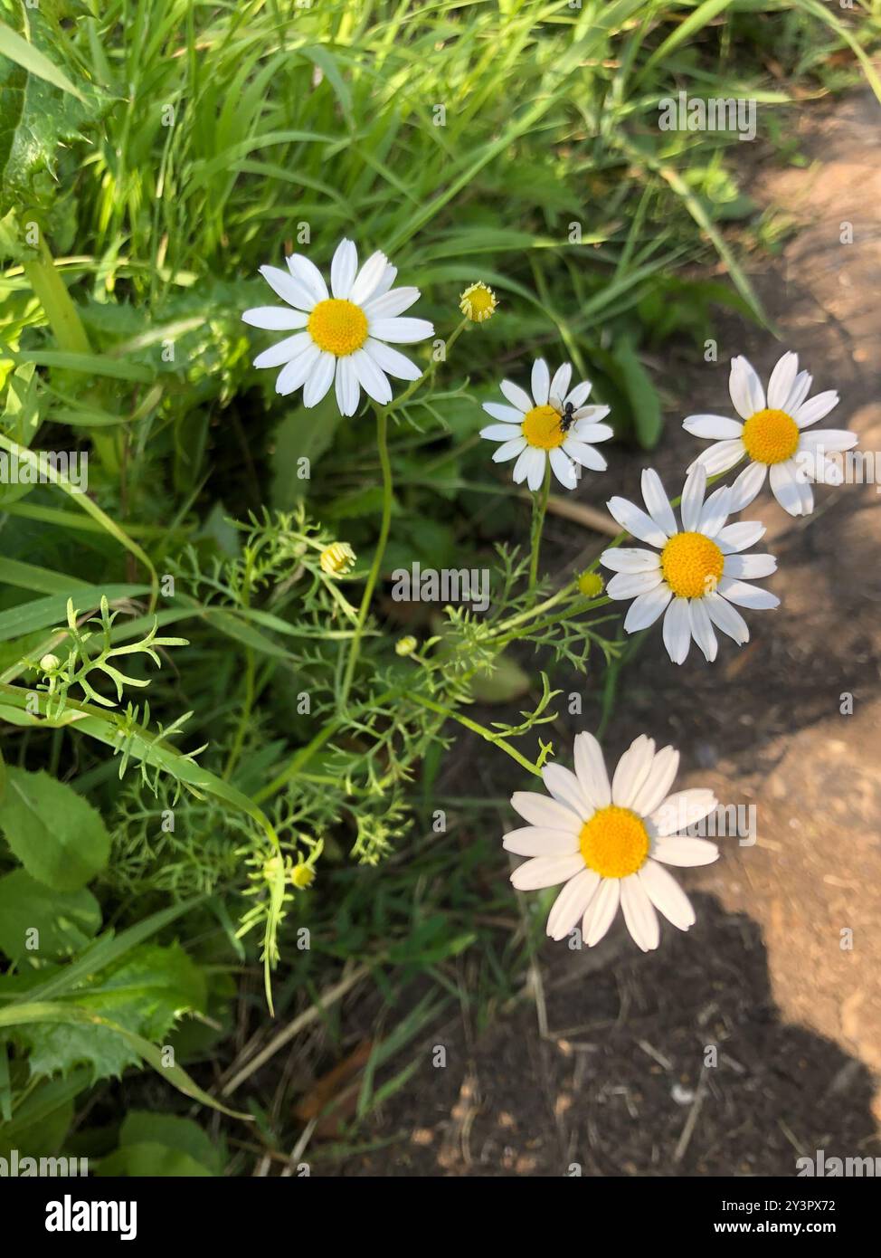 scentless mayweed (Tripleurospermum inodorum) Plantae Stock Photo - Alamy