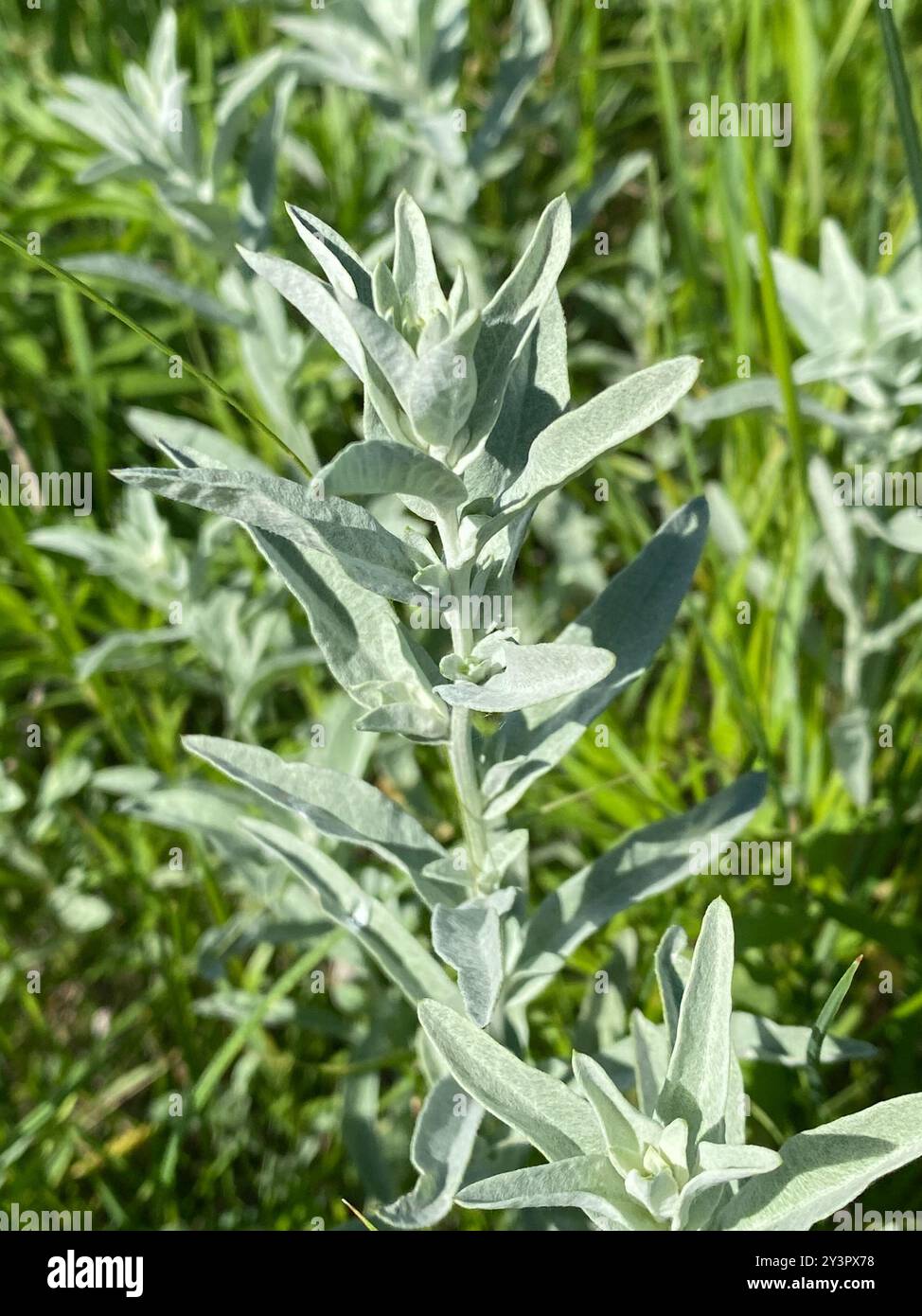 Silver Wormwood (Artemisia ludoviciana) Plantae Stock Photo - Alamy