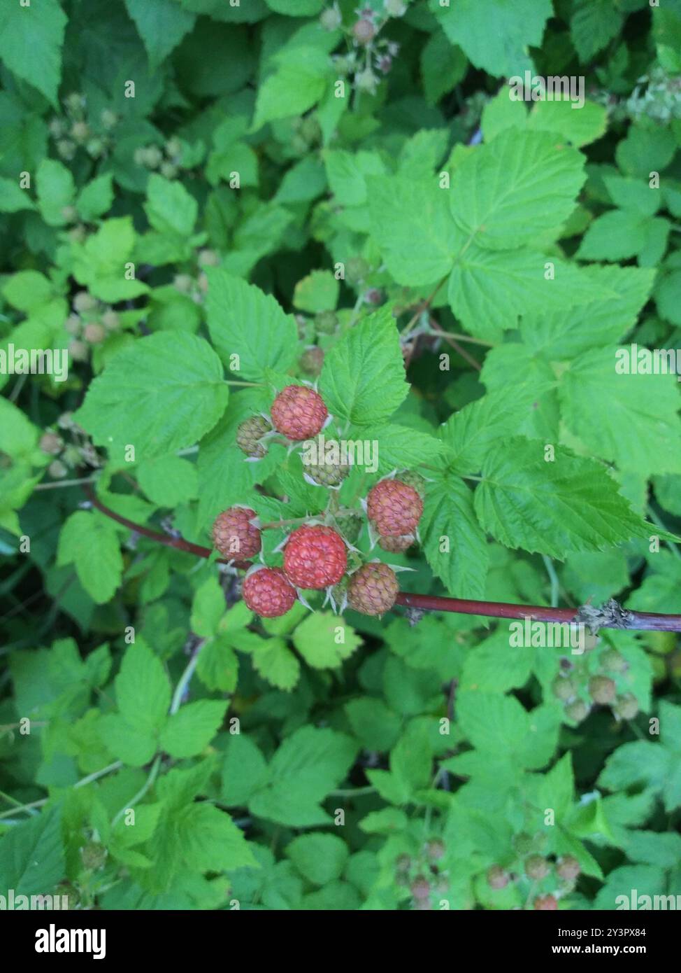 black raspberry (Rubus occidentalis) Plantae Stock Photo - Alamy