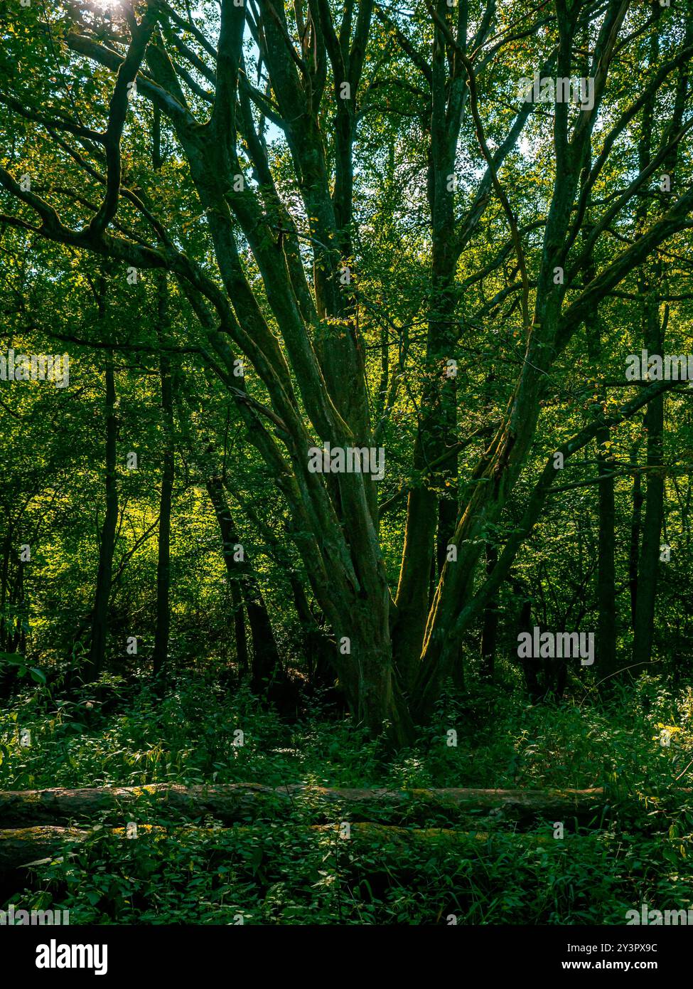 The inside of a forest with lots of greenery and moss on the branches ...
