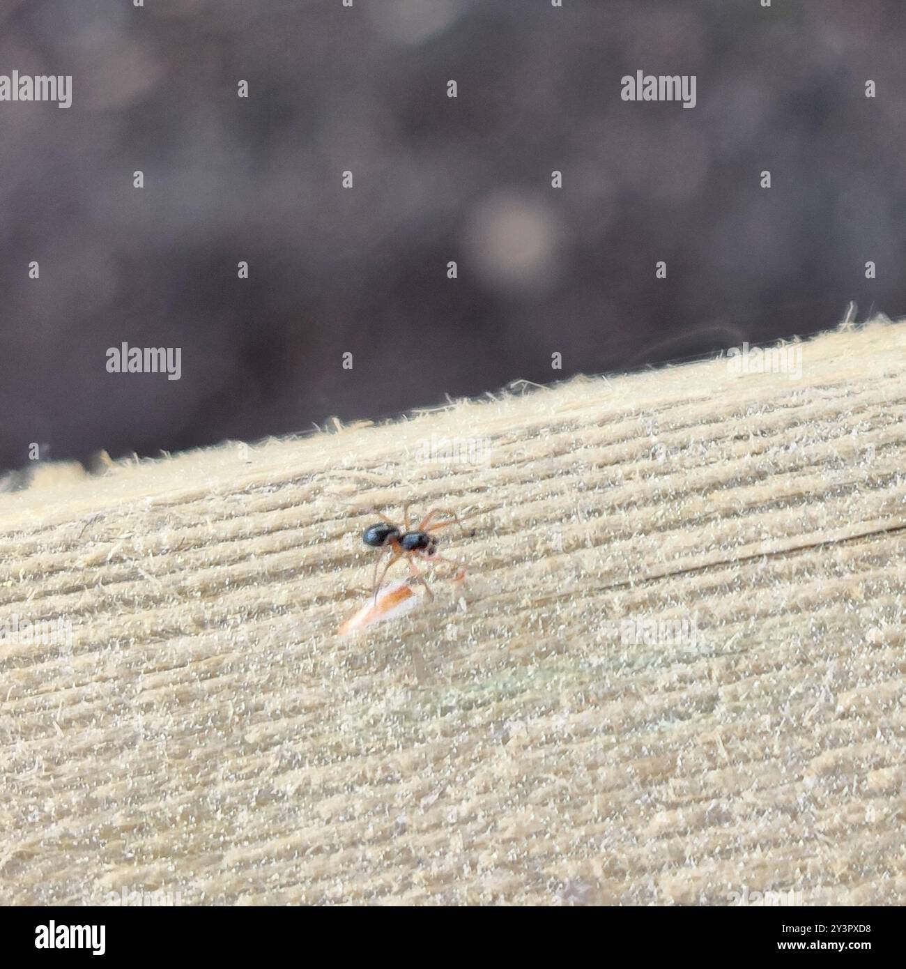 Sheetweb and Dwarf Weavers (Linyphiidae) Arachnida Stock Photo - Alamy