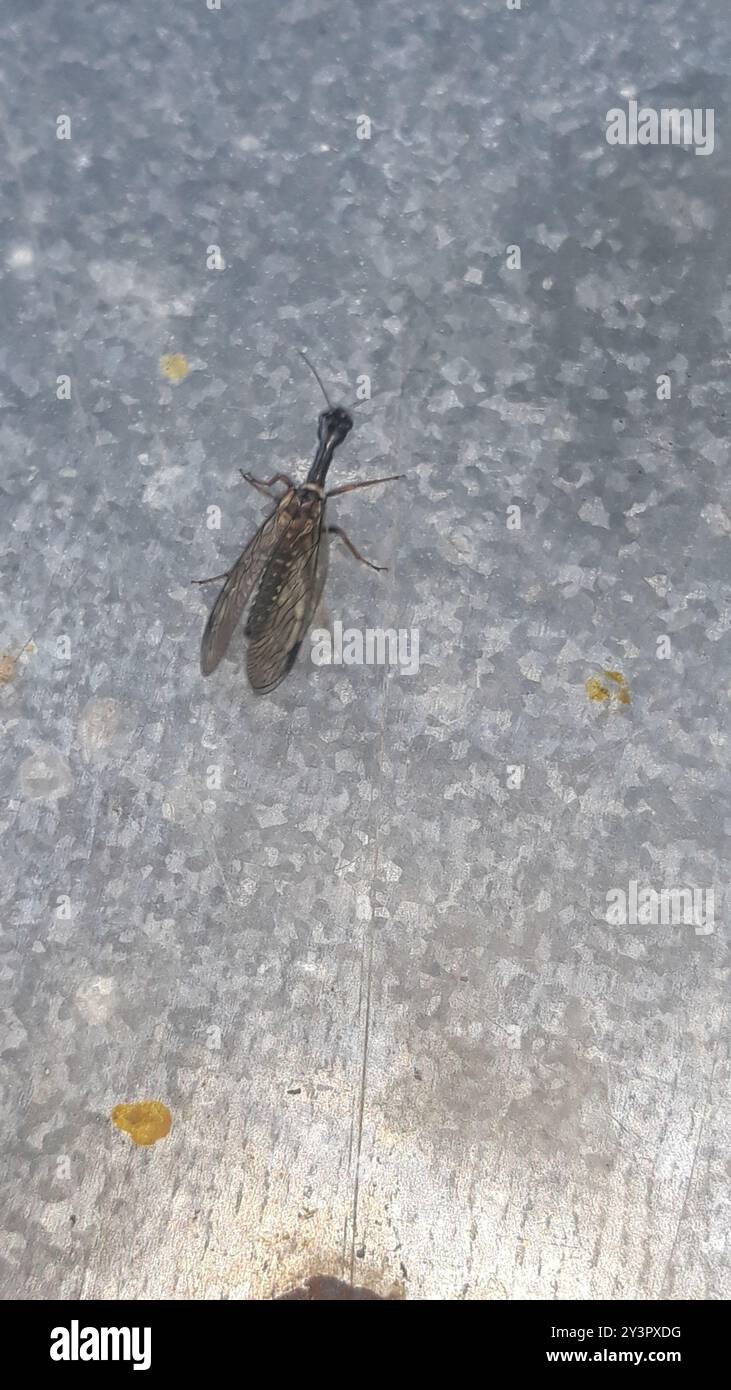 oak snakefly (Phaeostigma notata) Insecta Stock Photo - Alamy