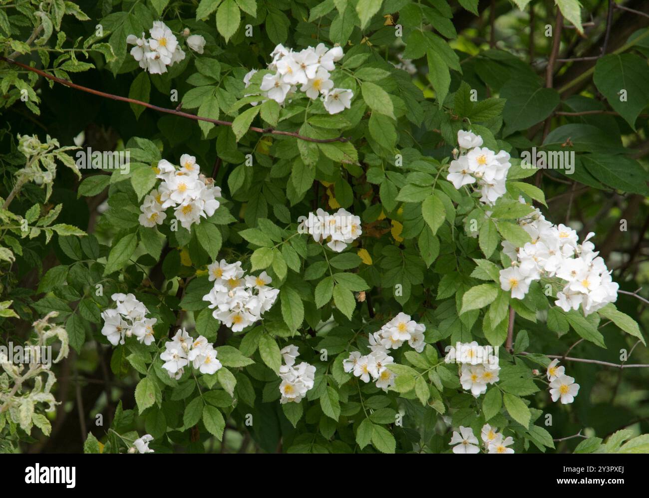 multiflora rose (Rosa multiflora) Plantae Stock Photo - Alamy