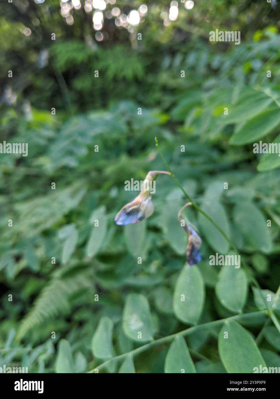 Leafy Pea (Lathyrus polyphyllus) Plantae Stock Photo - Alamy
