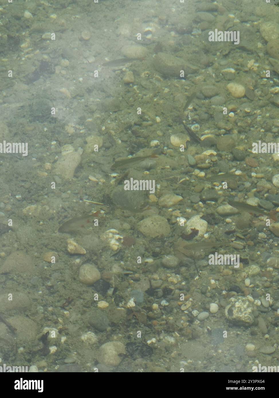 Common Rudd (Scardinius erythrophthalmus) Actinopterygii Stock Photo ...