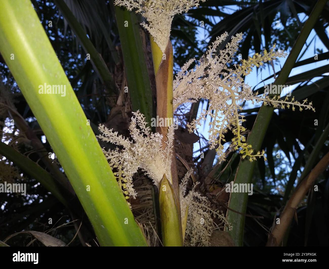 Florida Thatch Palm (Thrinax radiata) Plantae Stock Photo - Alamy