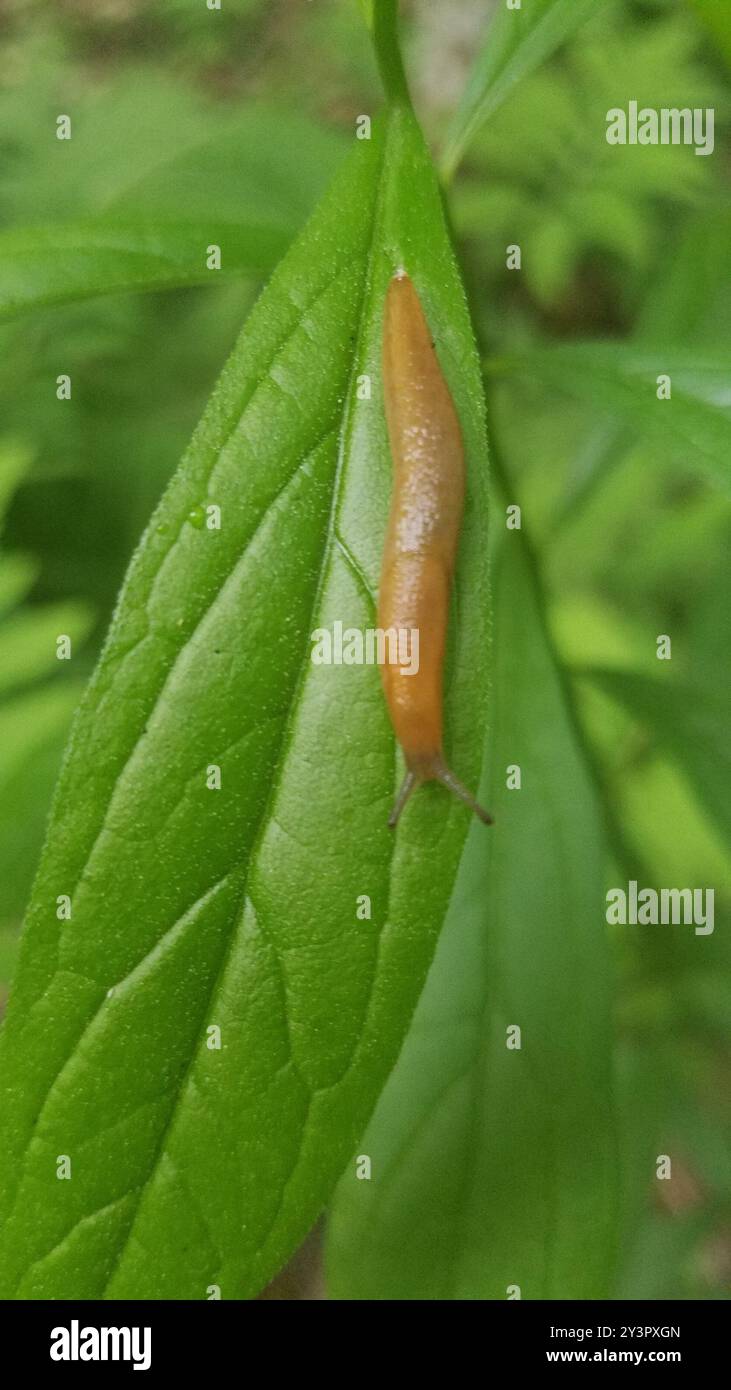 Western Dusky Slug (Arion subfuscus) Mollusca Stock Photo - Alamy