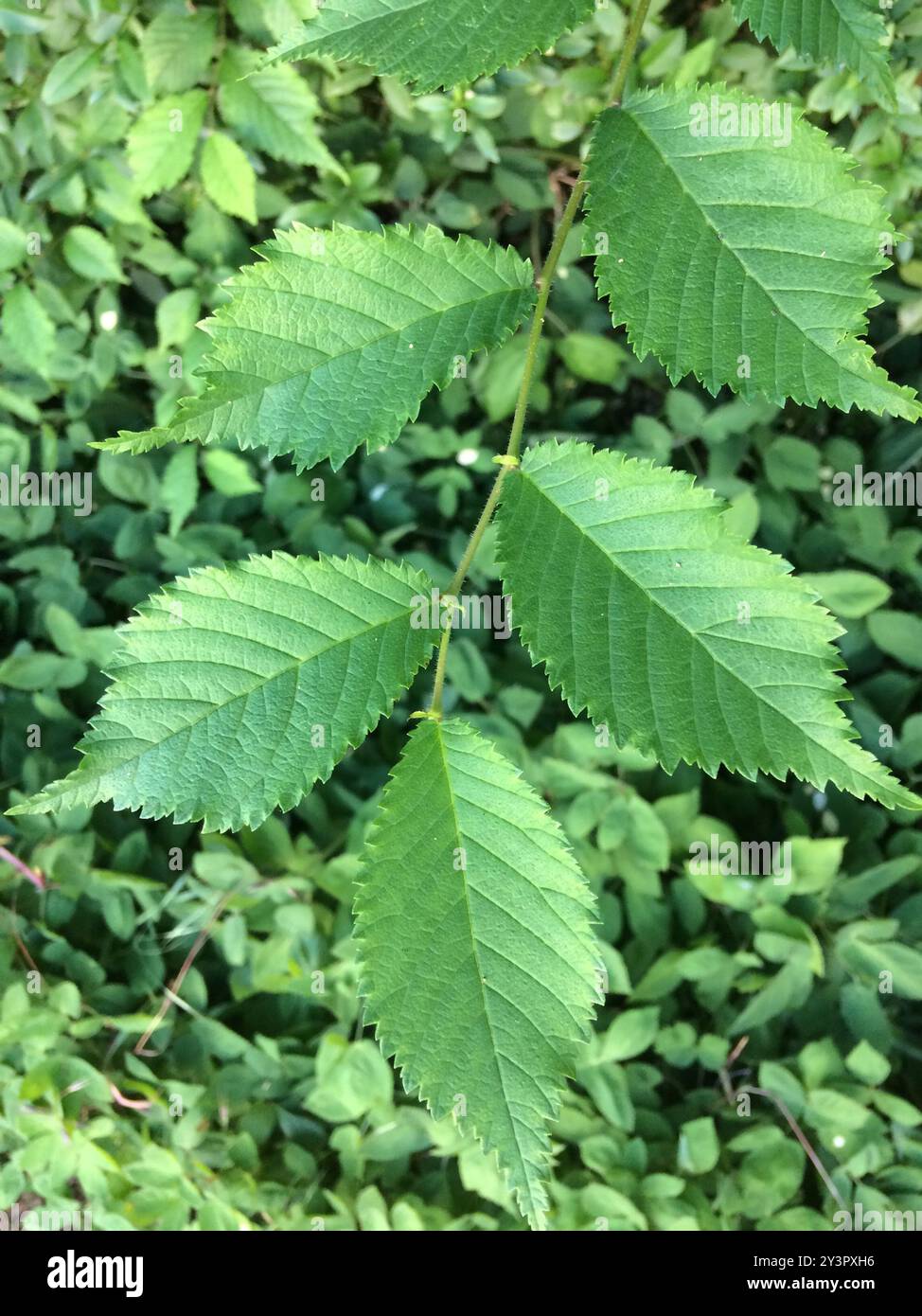 Wych Elm (Ulmus glabra) Plantae Stock Photo - Alamy