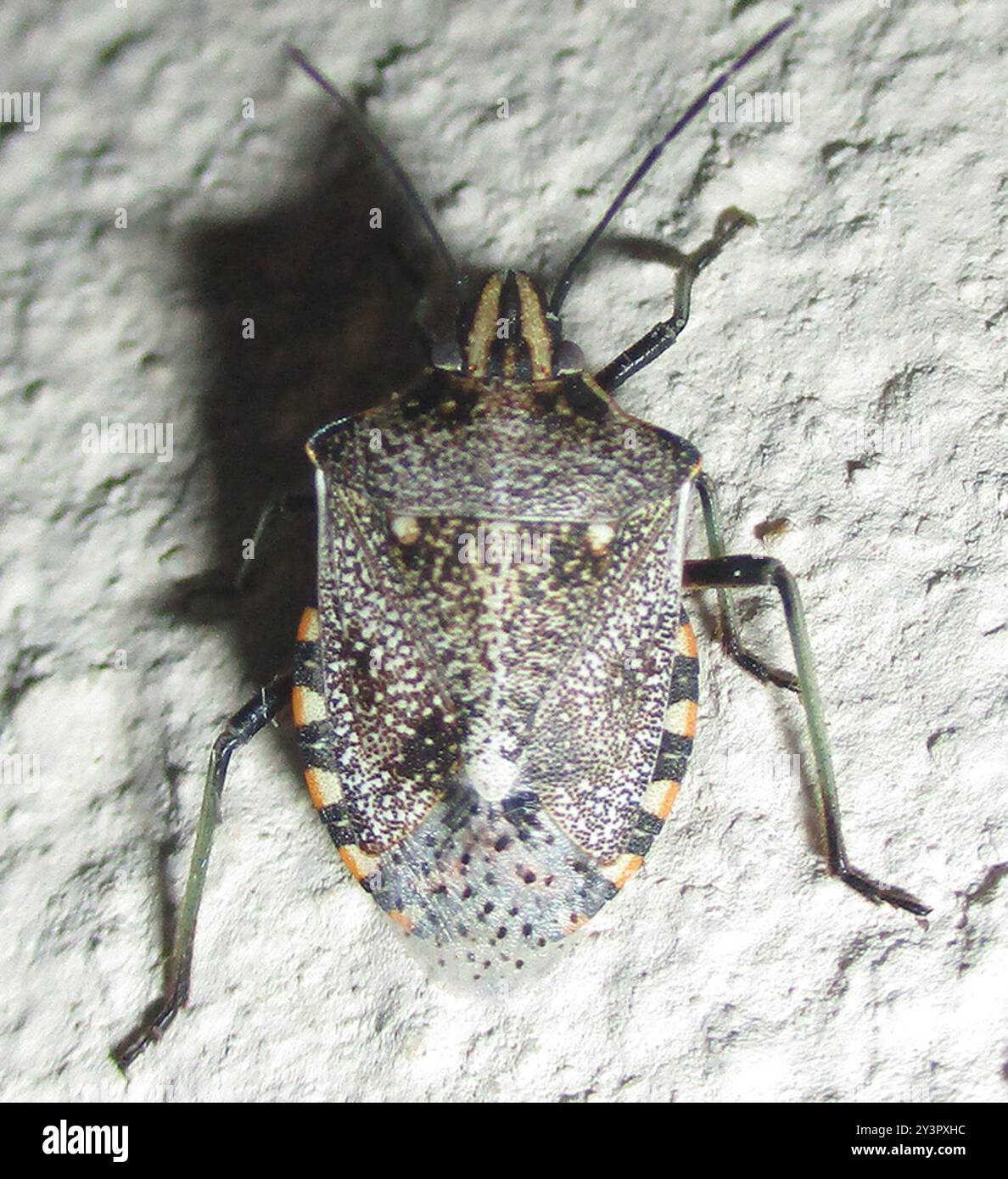 Andocides hi-res stock photography and images - Alamy