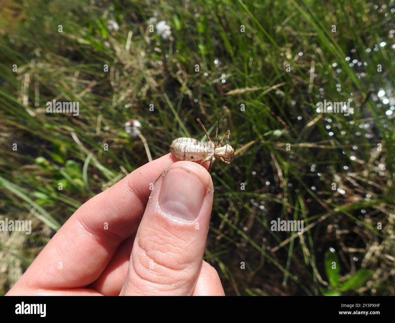 Downy Emerald (Cordulia aenea) Insecta Stock Photo - Alamy