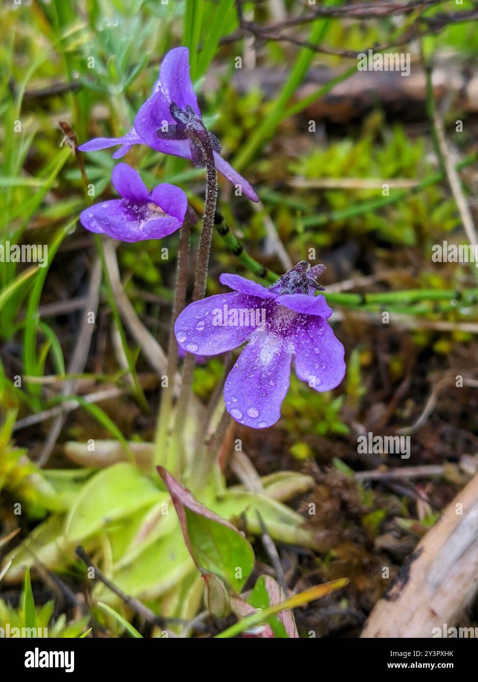 Common Butterwort (Pinguicula vulgaris) Plantae Stock Photo - Alamy