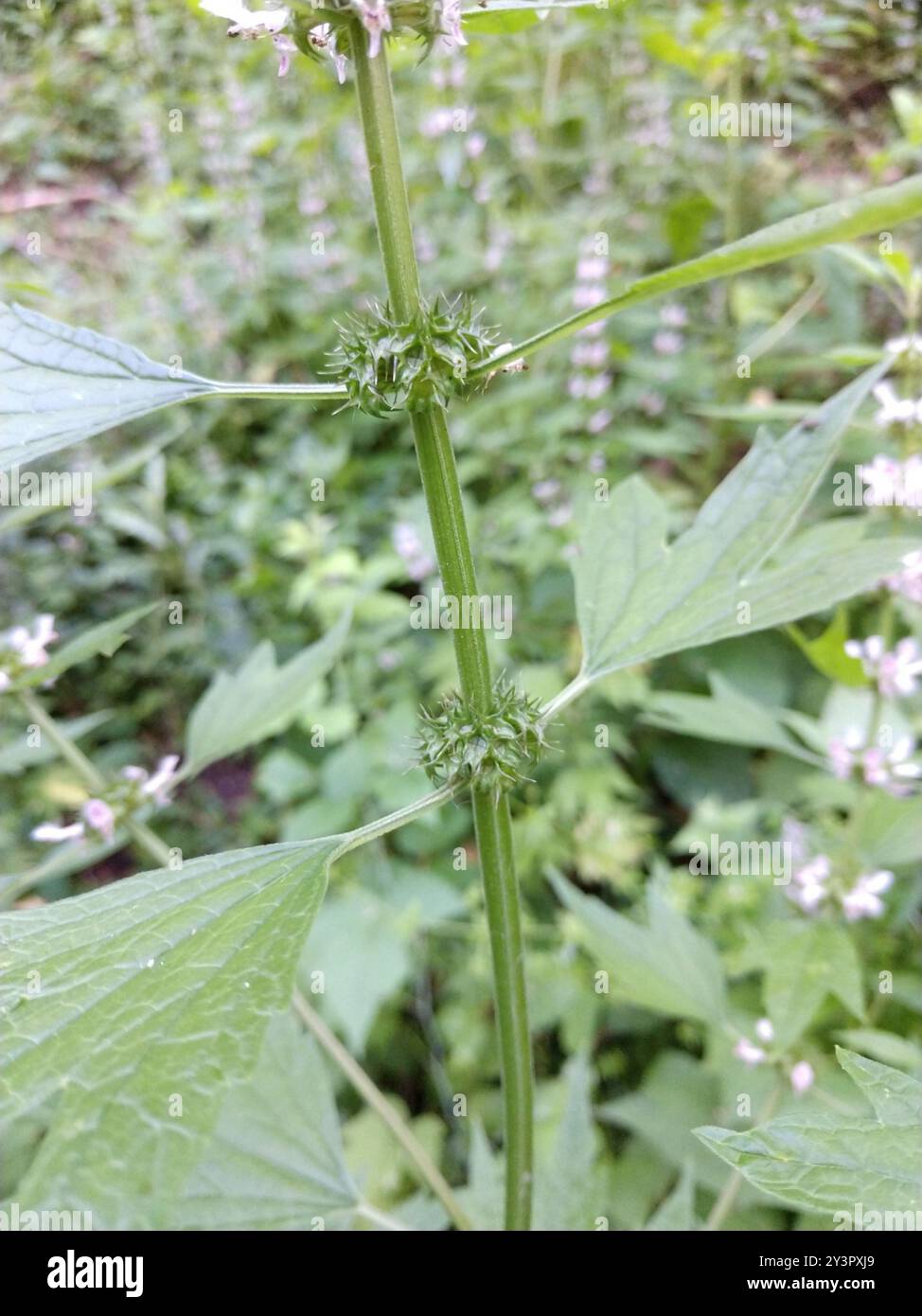 common motherwort (Leonurus cardiaca) Plantae Stock Photo - Alamy