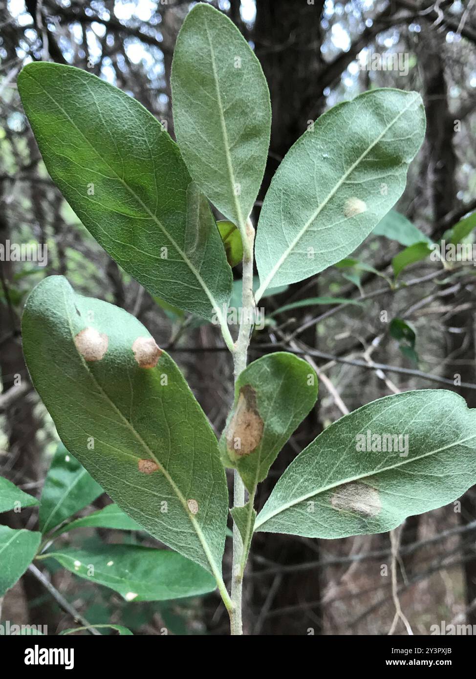 Gum bumelia (Sideroxylon lanuginosum) Plantae Stock Photo - Alamy