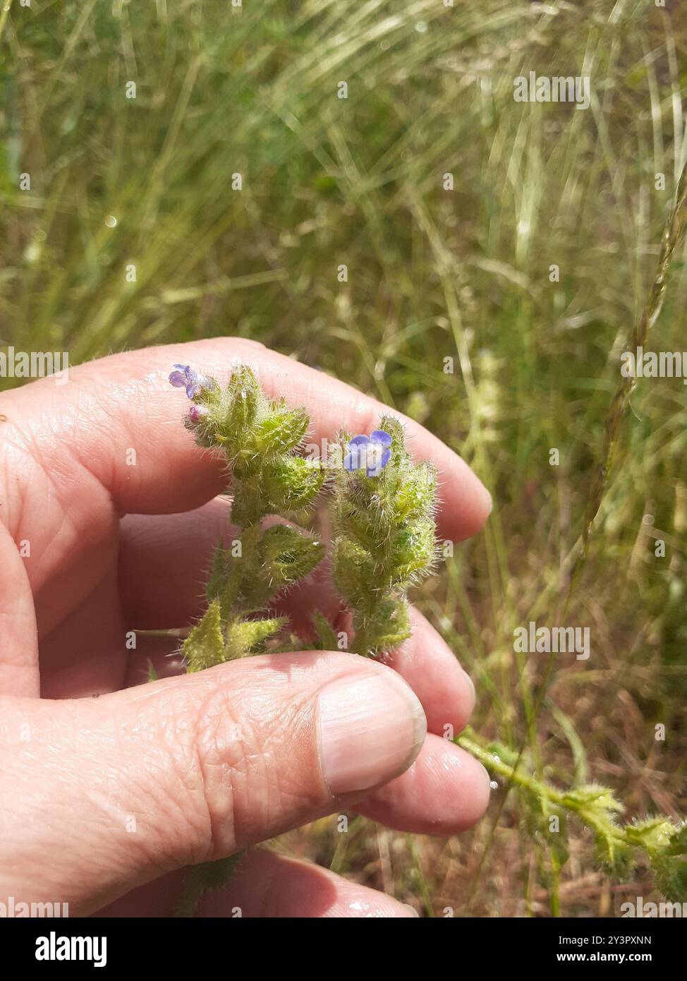 small bugloss (Anchusa arvensis) Plantae Stock Photo - Alamy