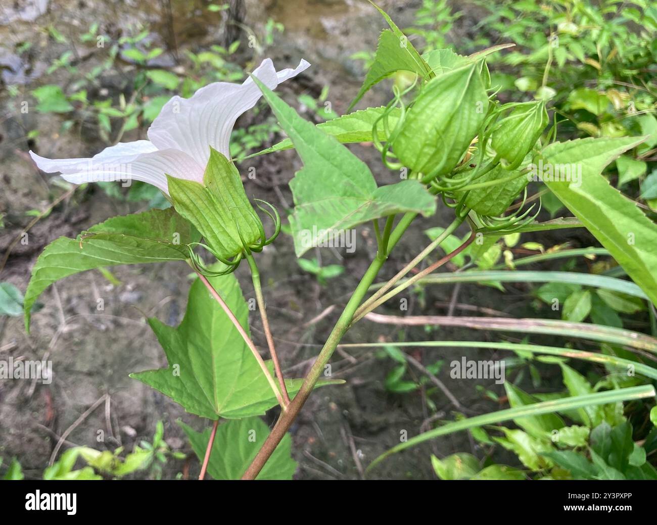 Halberd-leaf Rosemallow (Hibiscus laevis) Plantae Stock Photo - Alamy