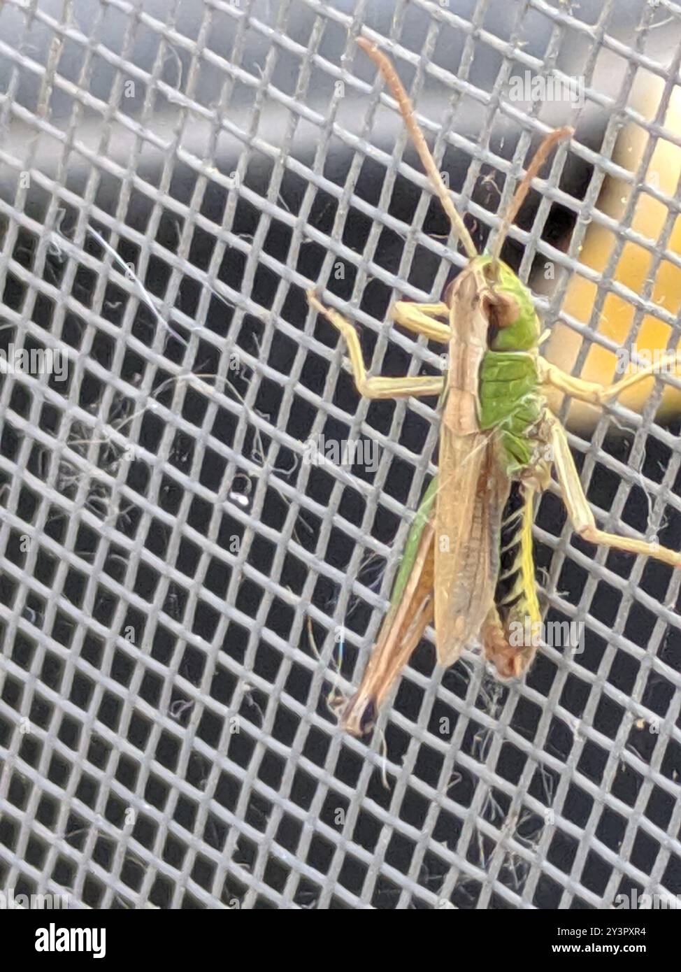Meadow Grasshopper (Pseudochorthippus parallelus) Insecta Stock Photo ...