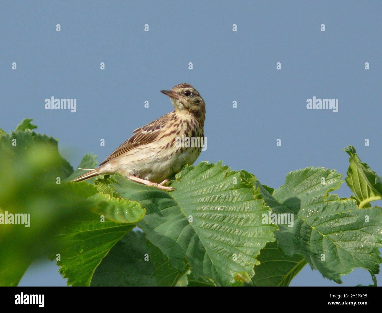Tree Pipit (Anthus trivialis) Aves Stock Photo - Alamy