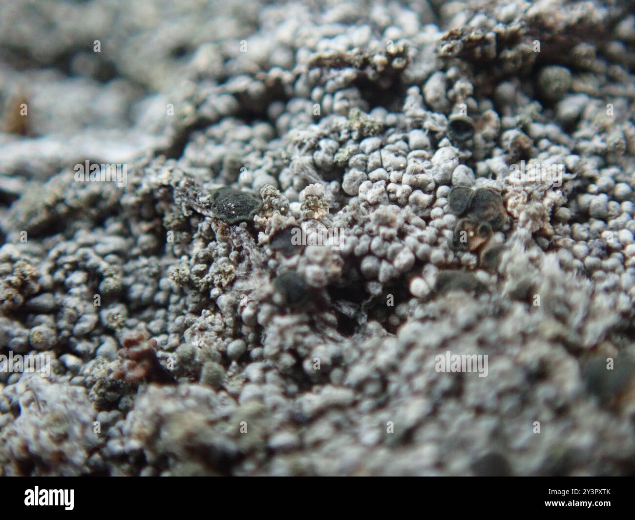 common lichens (Lecanoromycetes) Fungi Stock Photo - Alamy